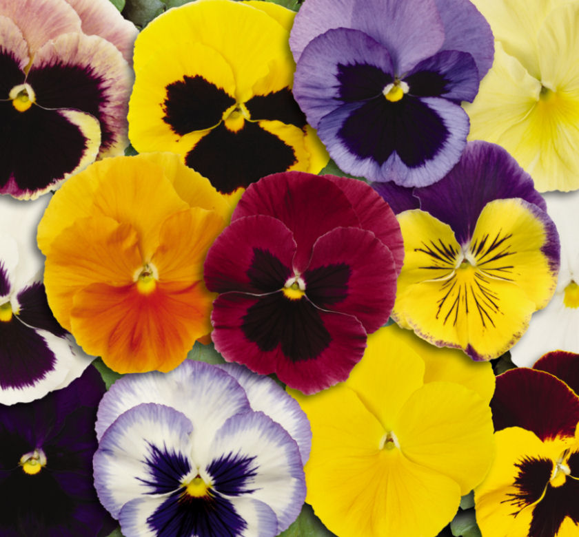 Matrix® Blotch Mix Pansy | Natorp's Online Plant Store