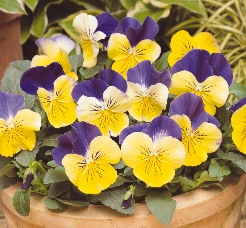 Matrix® Morpheus Pansy | Natorp's Online Plant Store