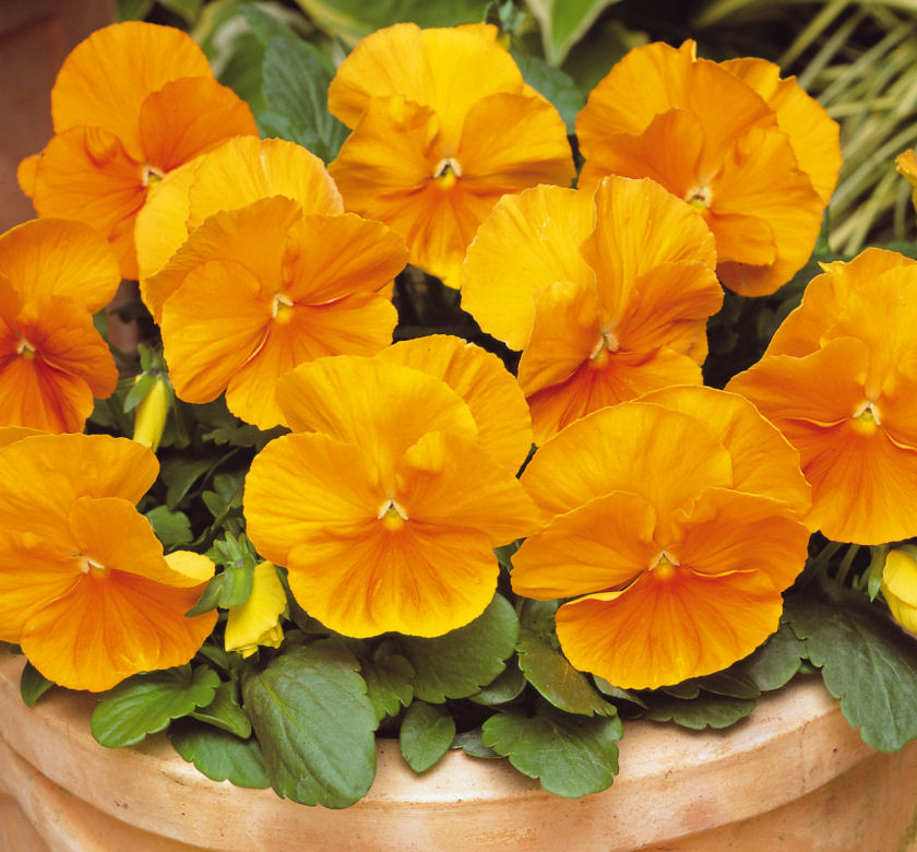 Matrix® Orange Pansy | Natorp's Online Plant Store