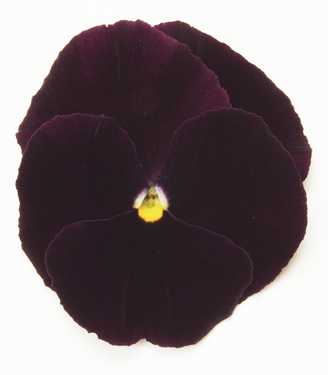 Matrix® Purple Pansy | Natorp's Online Plant Store