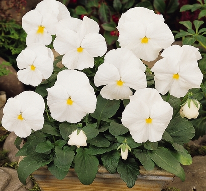 Matrix® White Pansy | Natorp's Online Plant Store