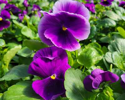 Matrix® Spring Purple Pansy | Natorp's Online Plant Store