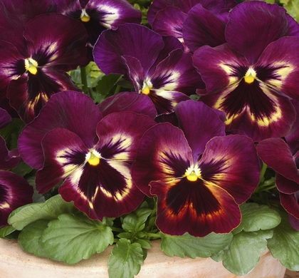Spring Matrix Sangria Pansy | Natorp's Online Plant Store
