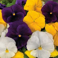 Majestic Giants II Clear Mix Pansy | Natorp's Online Plant Store
