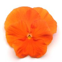 Spring Matrix Deep Orange Pansy | Natorp's Online Plant Store