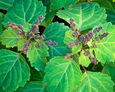 Patchouli | Natorp's Online Plant Store
