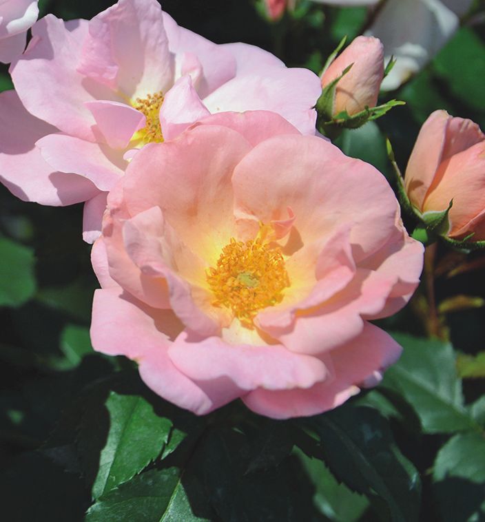 Peachy Knock Out® Rose | Natorp's Online Plant Store