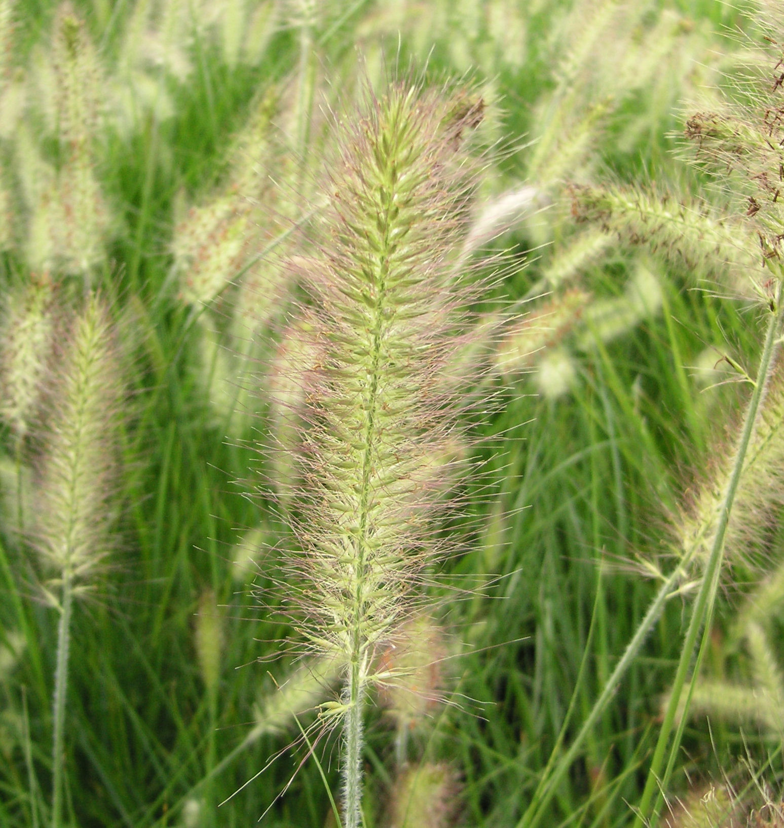 Dwarf Fountain Grass (Hameln) | Natorp's Online Plant Store