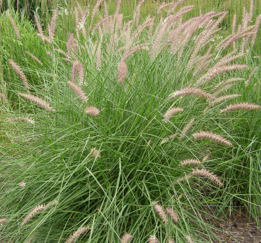 Karley Rose Oriental Fountain Grass | Natorp's Online Plant Store