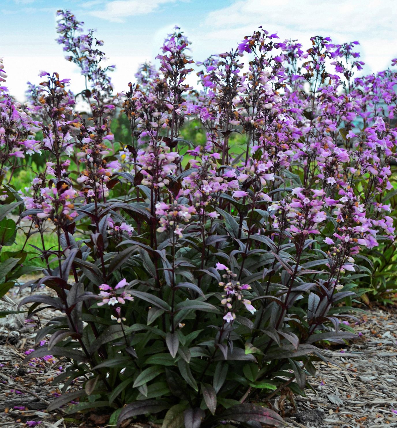 Blackbeard Beard Tongue | Natorp's Online Plant Store