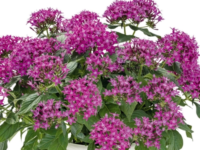 Graffiti® Ultra Violet Pentas | Natorp's Online Plant Store