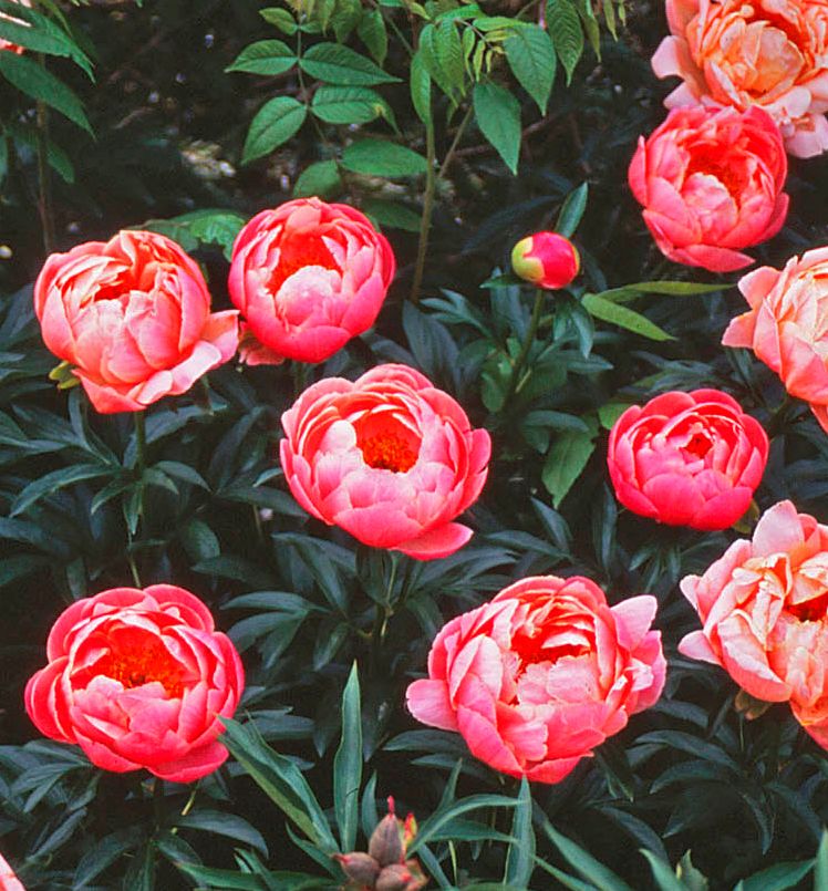 Coral Sunset Peony | Natorp's Online Plant Store