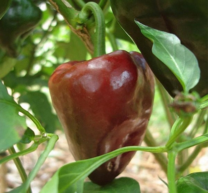 Ancho/Poblano Pepper | Natorp's Online Plant Store
