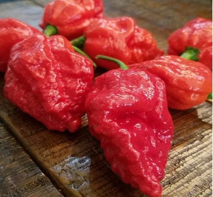 Apocalypse Scorpion Pepper | Natorp's Online Plant Store