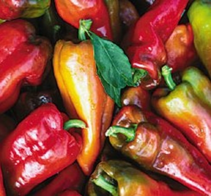 Beaver Dam Pepper | Natorp's Online Plant Store
