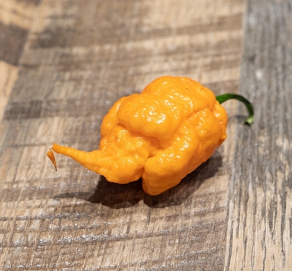 Peach California Reaper Pepper | Natorp's Online Plant Store
