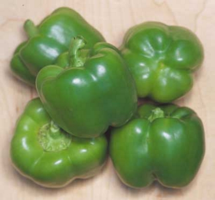 California Wonder Pepper | Natorp's Online Plant Store