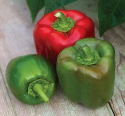 Candy Apple Pepper | Natorp's Online Plant Store
