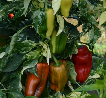 Candy Cane Red Pepper | Natorp's Online Plant Store