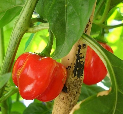 Caribbean Red Pepper | Natorp's Online Plant Store