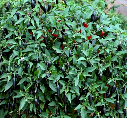 Chenzo Pepper | Natorp's Online Plant Store