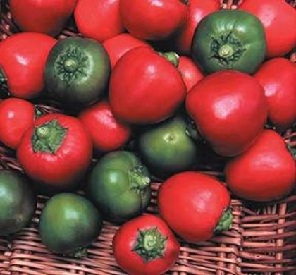 Cherry Bomb Pepper | Natorp's Online Plant Store