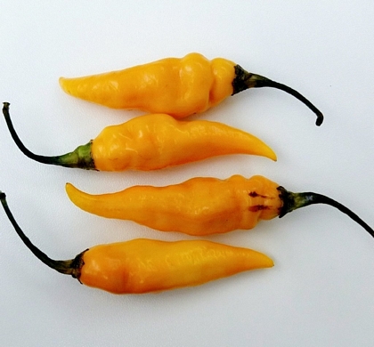 Datil Pepper | Natorp's Online Plant Store