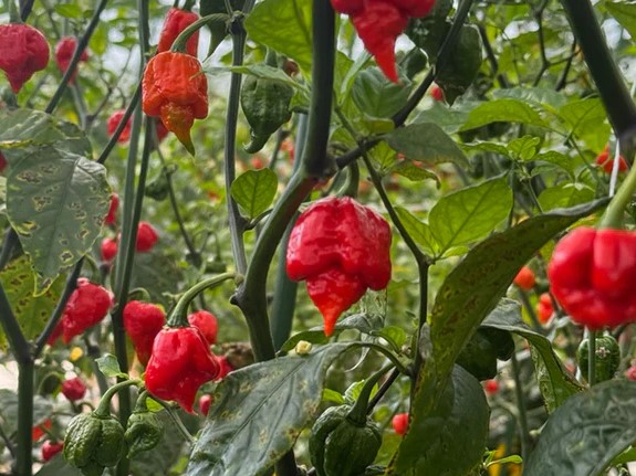 Dragon's Breath Pepper | Natorp's Online Plant Store