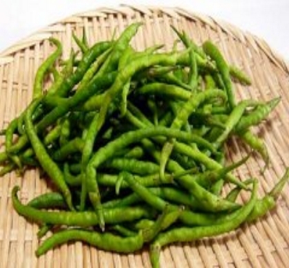 Himo Togarashi Pepper | Natorp's Online Plant Store