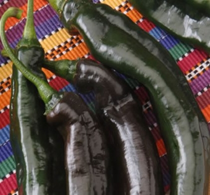 Holy Mole Pepper | Natorp's Online Plant Store