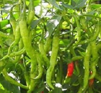 Jwala Pepper | Natorp's Online Plant Store