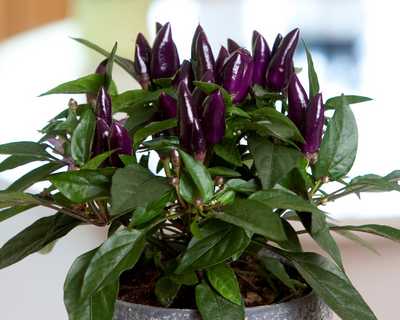Salsa™ Purple Ornamental Pepper | Natorp's Online Plant Store