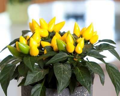 Salsa™ Yellow Ornamental Pepper | Natorp's Online Plant Store