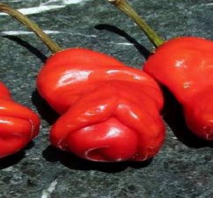 Peter Pepper Red Pepper | Natorp's Online Plant Store