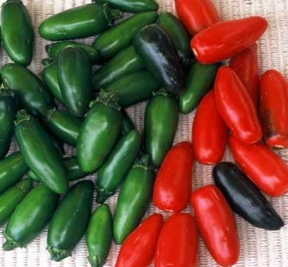 Super Chili Pepper | Natorp's Online Plant Store