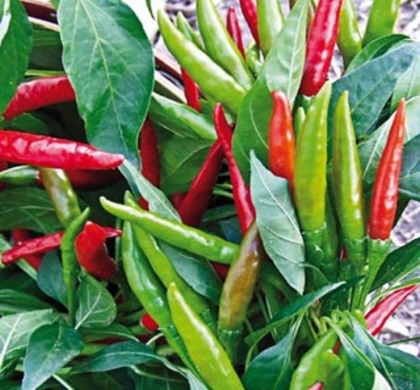 Thai Dragon Pepper | Natorp's Online Plant Store