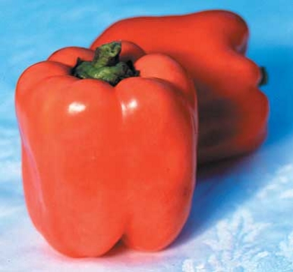 Valencia Bell Pepper | Natorp's Online Plant Store
