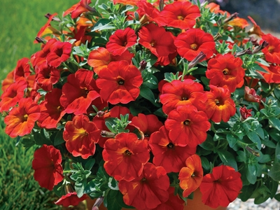 SuperCal® Premium Red Maple Petchoa | Natorp's Online Plant Store