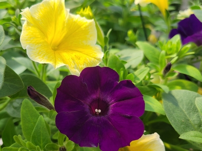 Sunshine Imp. Ray/Royal Velvet Petunia | Natorp's Online Plant Store