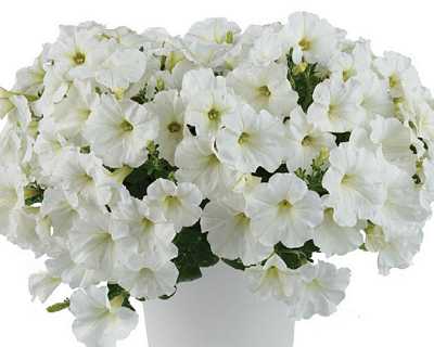 Capella White Petunia | Natorp's Online Plant Store