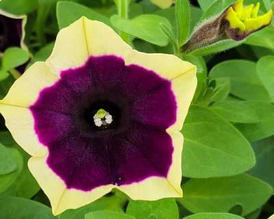 Cascadias Rim Magenta Petunia | Natorp's Online Plant Store