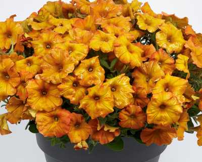 SuperCal® Premium Sunset Orange Petchoa | Natorp's Online Plant Store