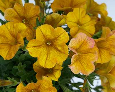 SuperCal® Premium Yellow Sun Petchoa | Natorp's Online Plant Store