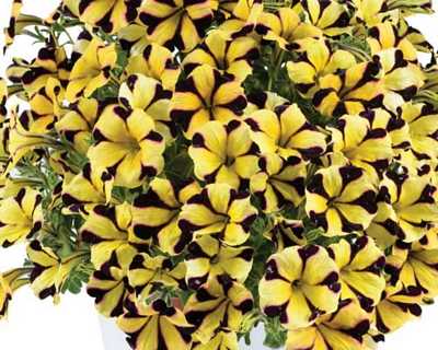 Sunflower Improved Ray™ Petunia | Natorp's Online Plant Store