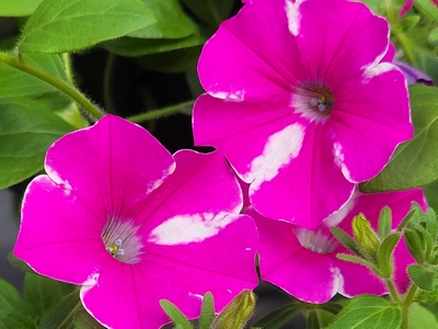 Supertunia® Raspberry Rush Petunia | Natorp's Online Plant Store