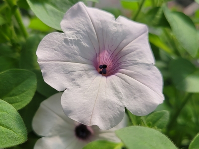 Supertunia® Silver Petunia | Natorp's Online Plant Store