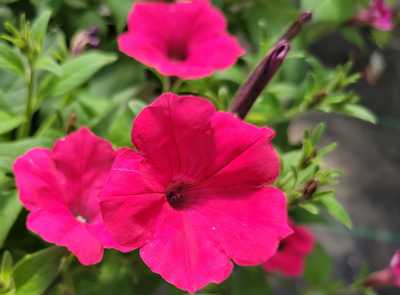 Supertunia® Vista Fuchsia Petunia | Natorp's Online Plant Store