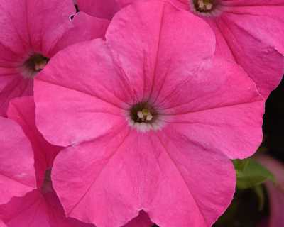 E3 Easy Wave Pink Wave™ Petunia | Natorp's Online Plant Store