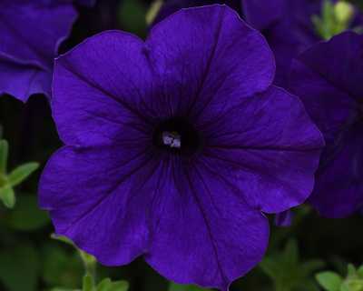 E3 Easy Wave Blue Wave™ Petunia | Natorp's Online Plant Store