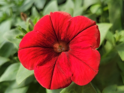 Easy Wave® Red Wave Petunia | Natorp's Online Plant Store